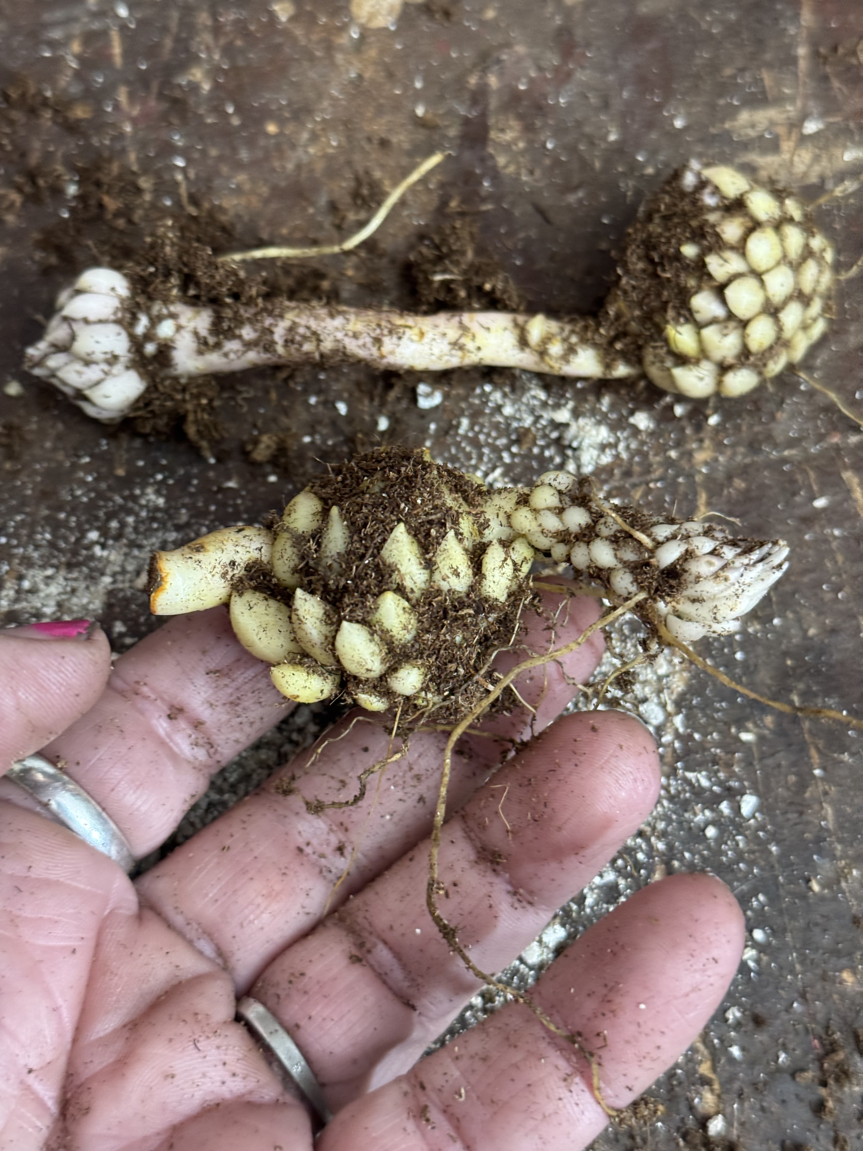 Minnesota Native Lilium Species Project. MNLSP – MINNESOTA MARTAGONS
